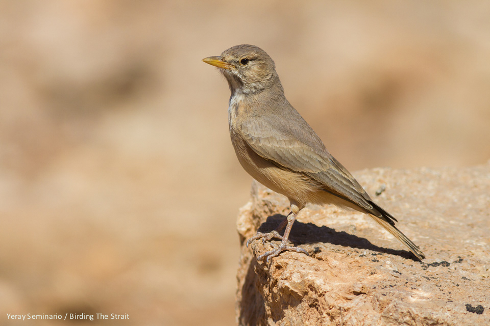Birding Trip to the Bay of Dakhla and Aousserd Region – Part II ...