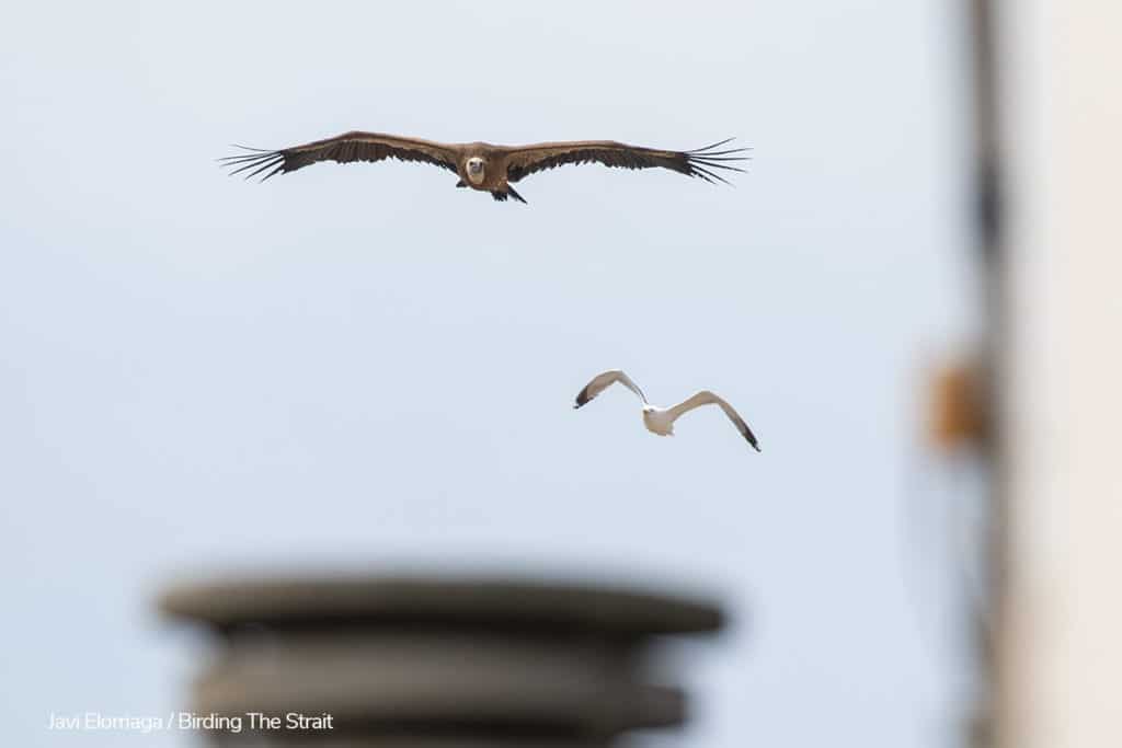 Griffon Vulture migration in Tarifa and angry gulls - Birding the Strait