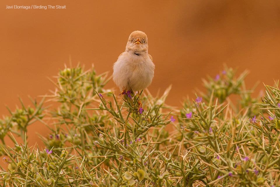 Birding in Southern Morocco in Spring: Trip Report - Birding the Strait