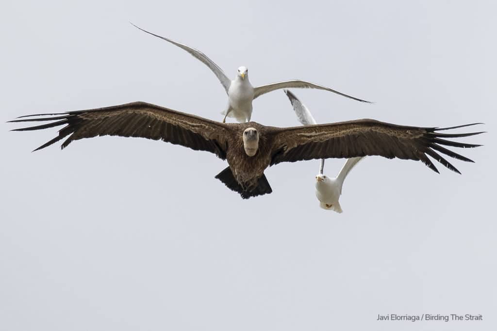 Griffon Vulture migration in Tarifa and angry gulls - Birding the Strait