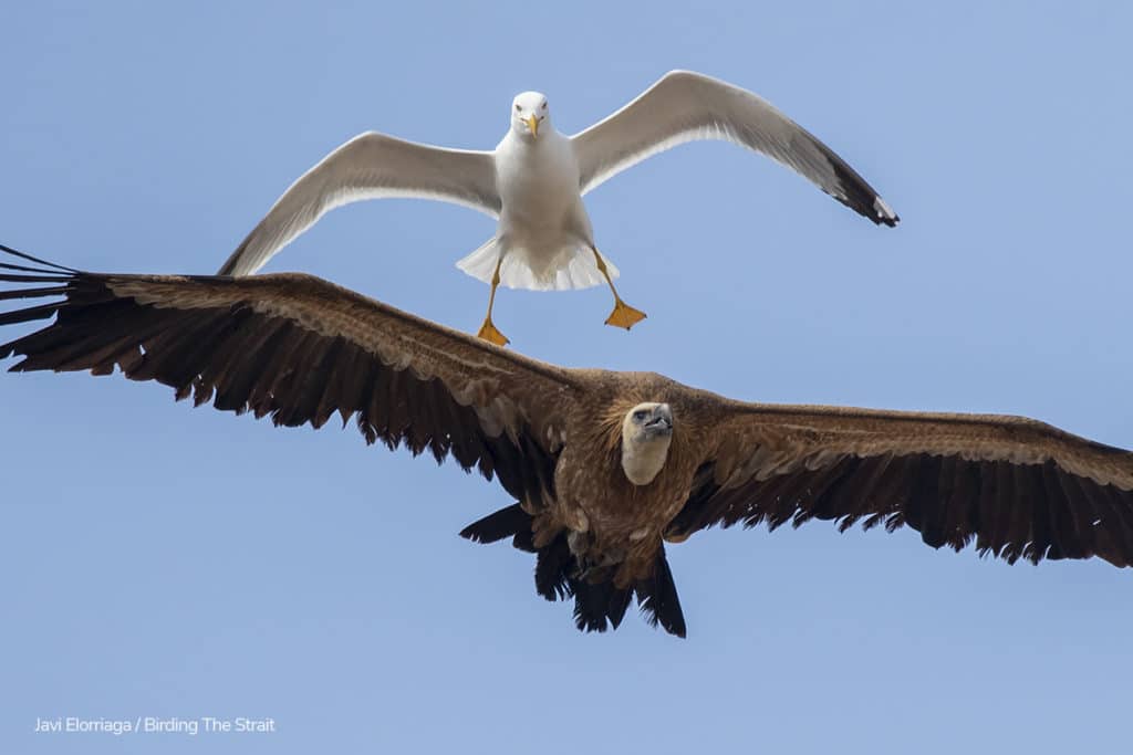 Griffon Vulture migration in Tarifa and angry gulls - Birding the Strait